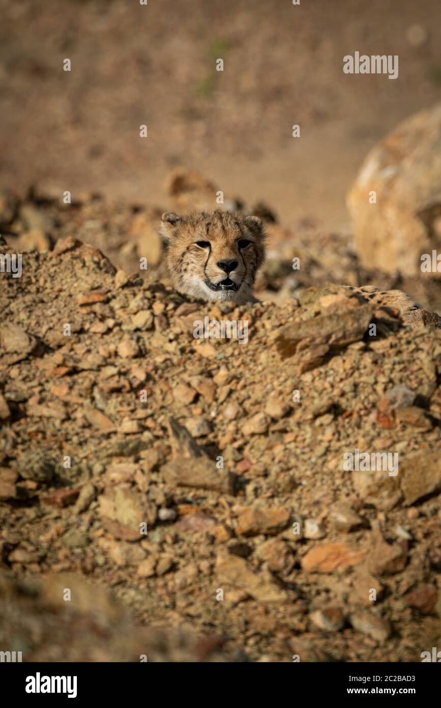 Cheetah cub pokes head over rocky mound Stock Photo - Alamy