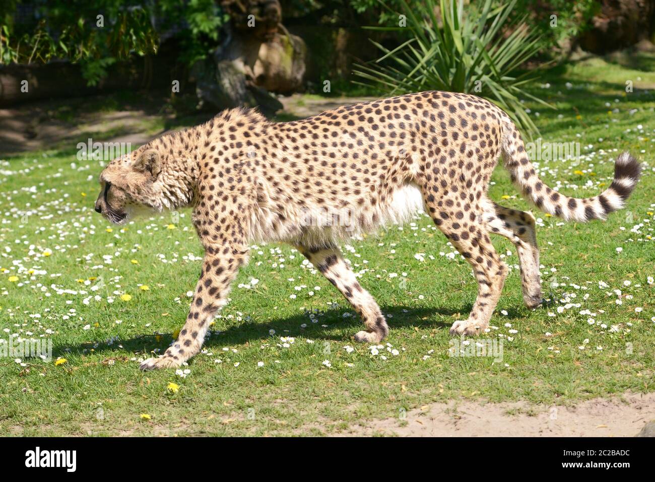 Closeup of African Cheetah Stock Photo - Alamy