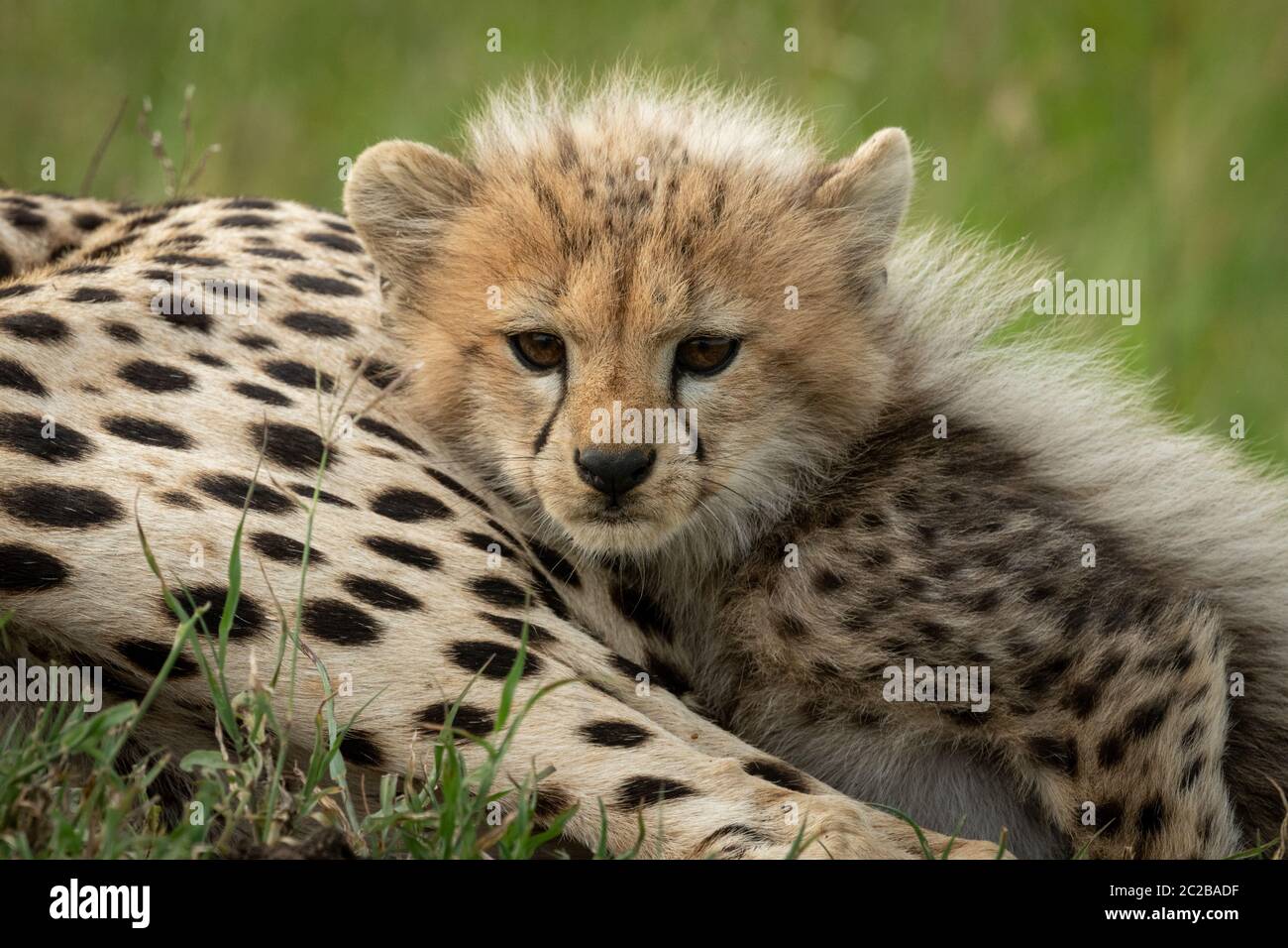 Cheetah cub lies beside mother in grass Stock Photo - Alamy