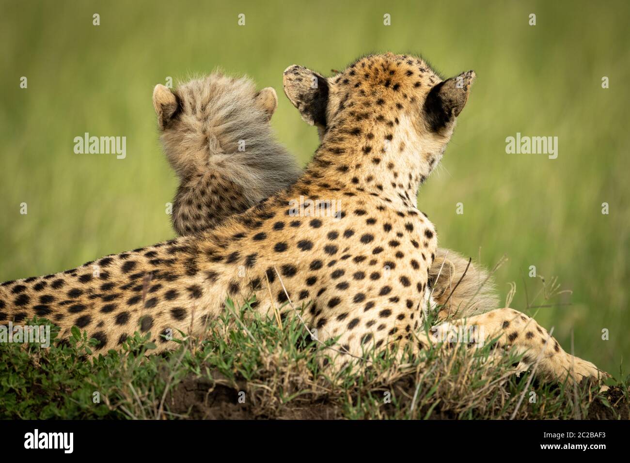 Cheetah and cub on mound facing away Stock Photo - Alamy