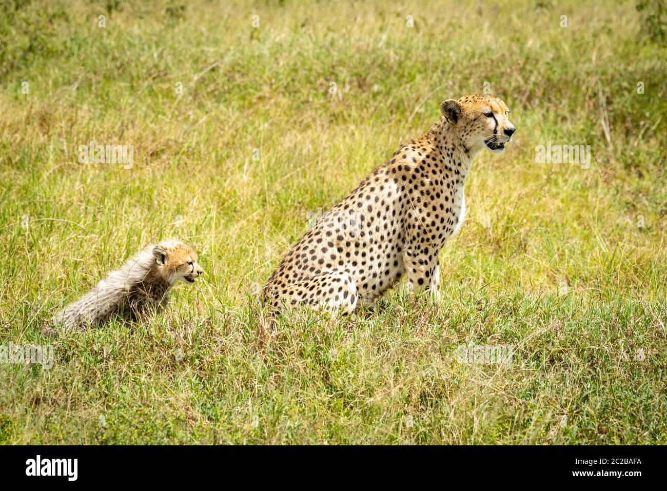 Cheetah and cub sit in long grass Stock Photo - Alamy