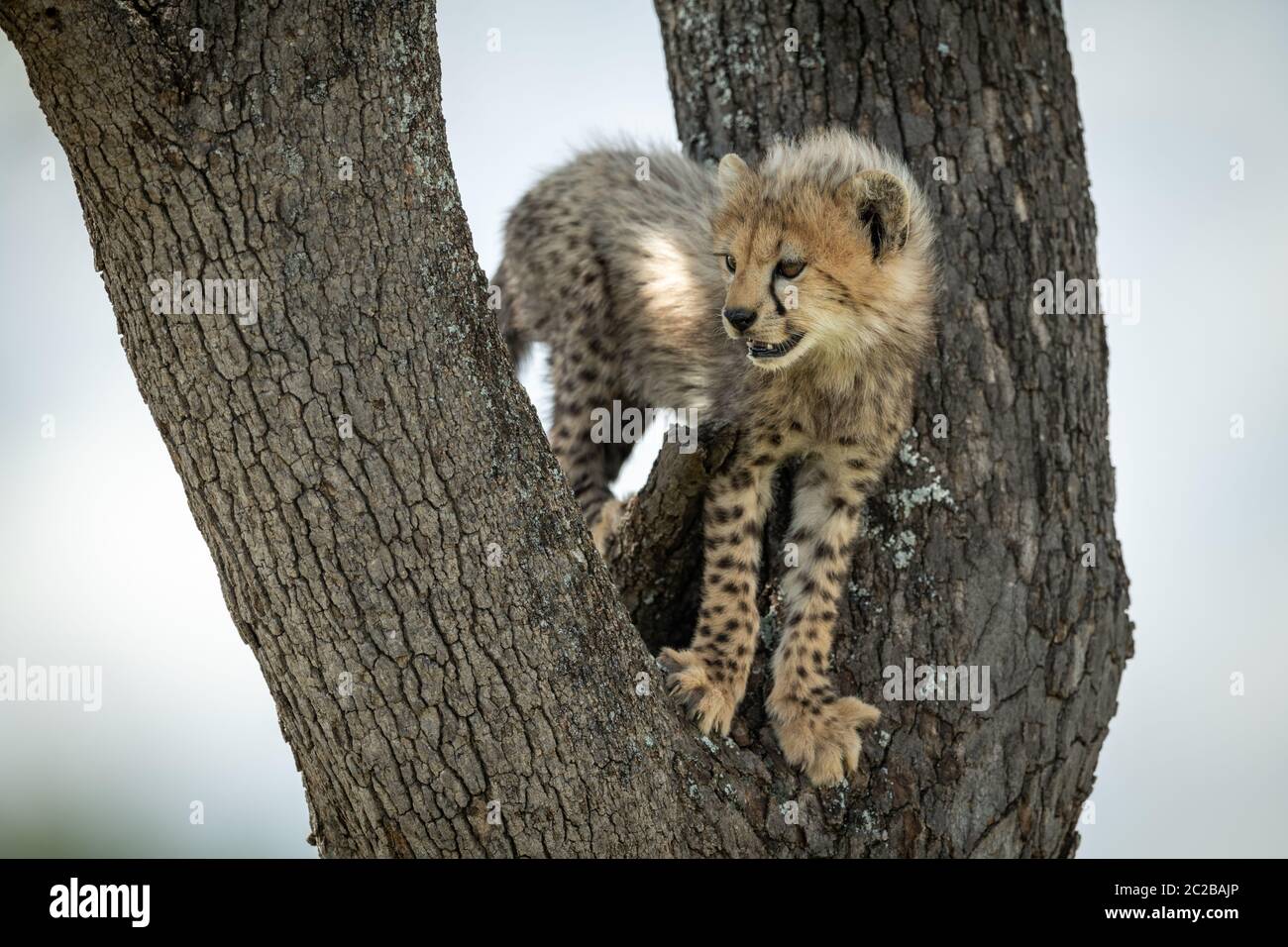 Cheetah cub stands in tree looks down Stock Photo - Alamy