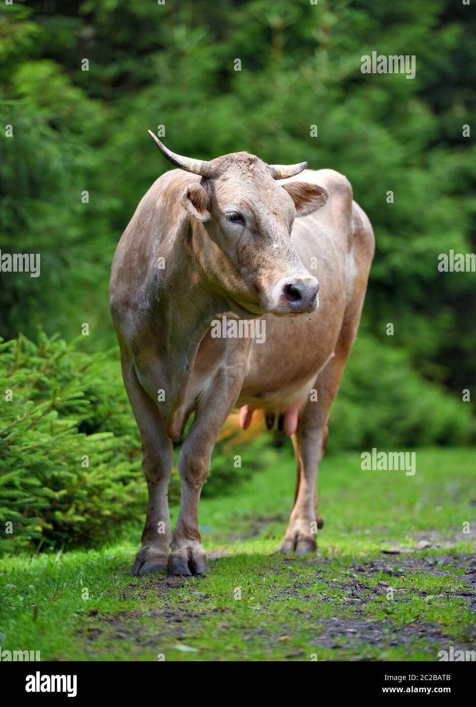 Cute brown cow near the forest Stock Photo - Alamy