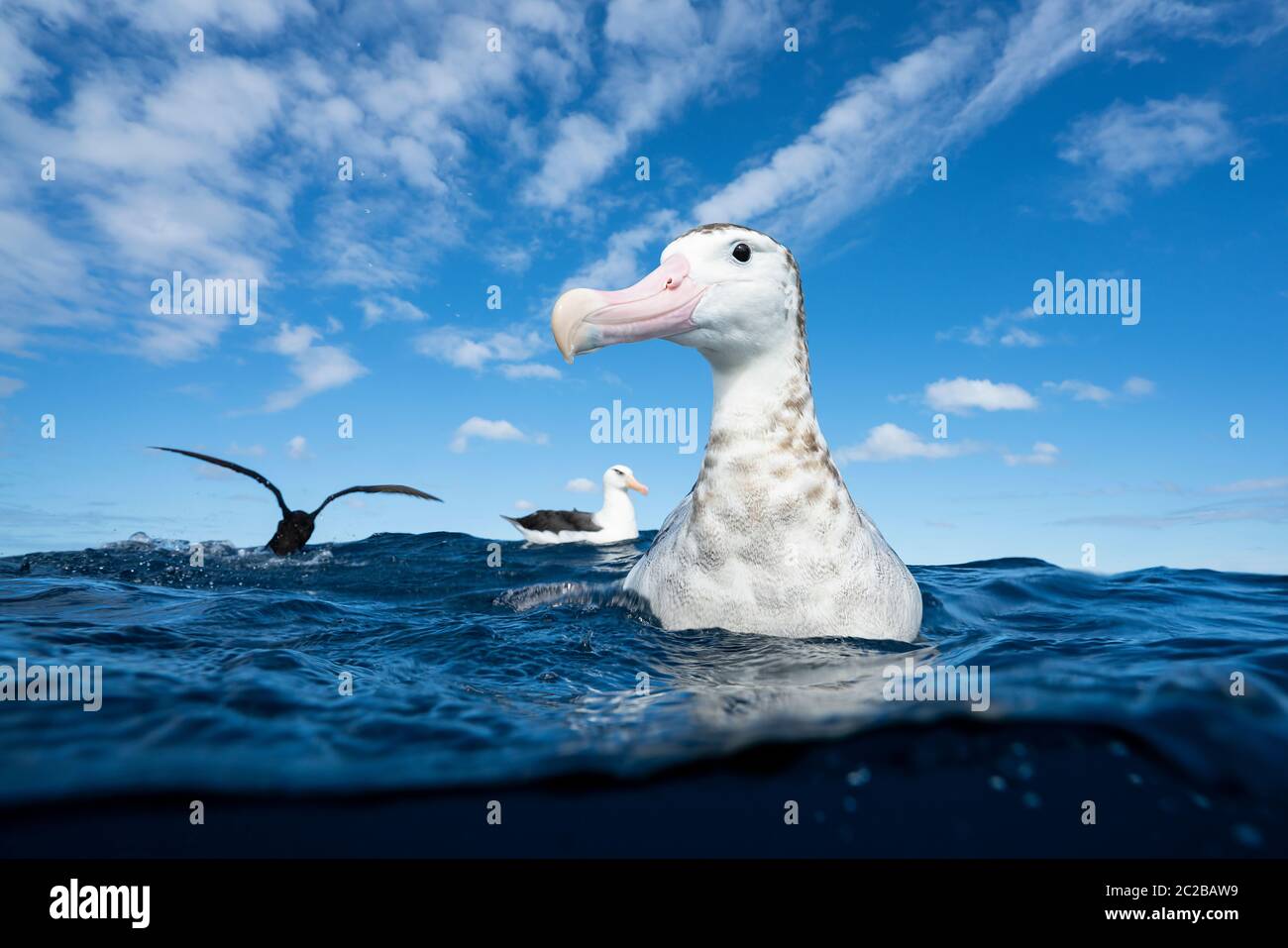Albatross point new zealand hi-res stock photography and images - Alamy