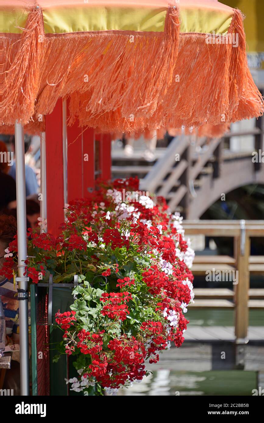Geranium flower and parasol Stock Photo - Alamy