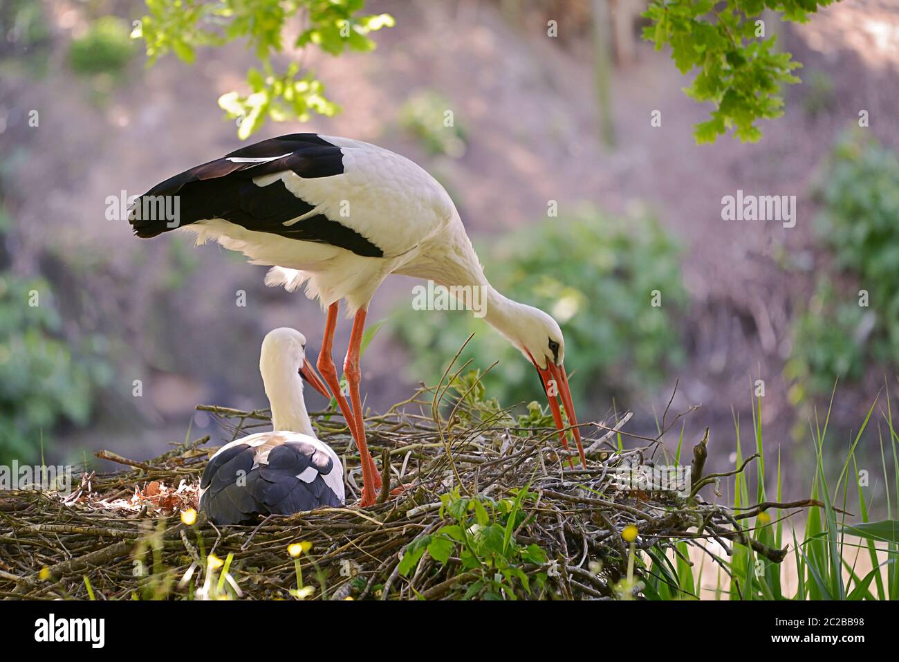 Storks on nest hi-res stock photography and images - Alamy