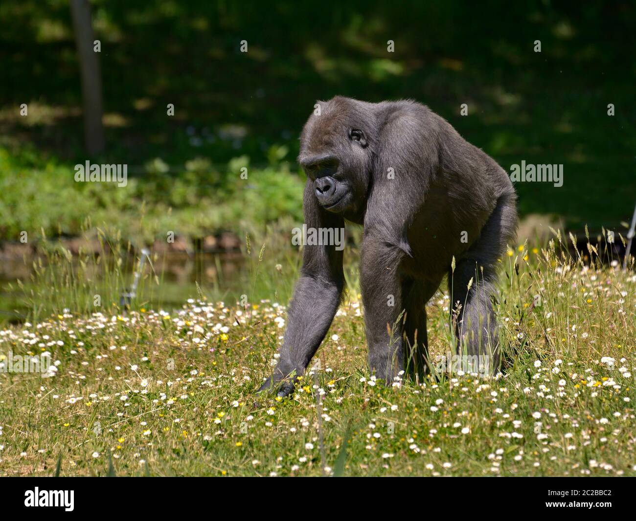 Chimpanzee in the flowering grass Stock Photo - Alamy