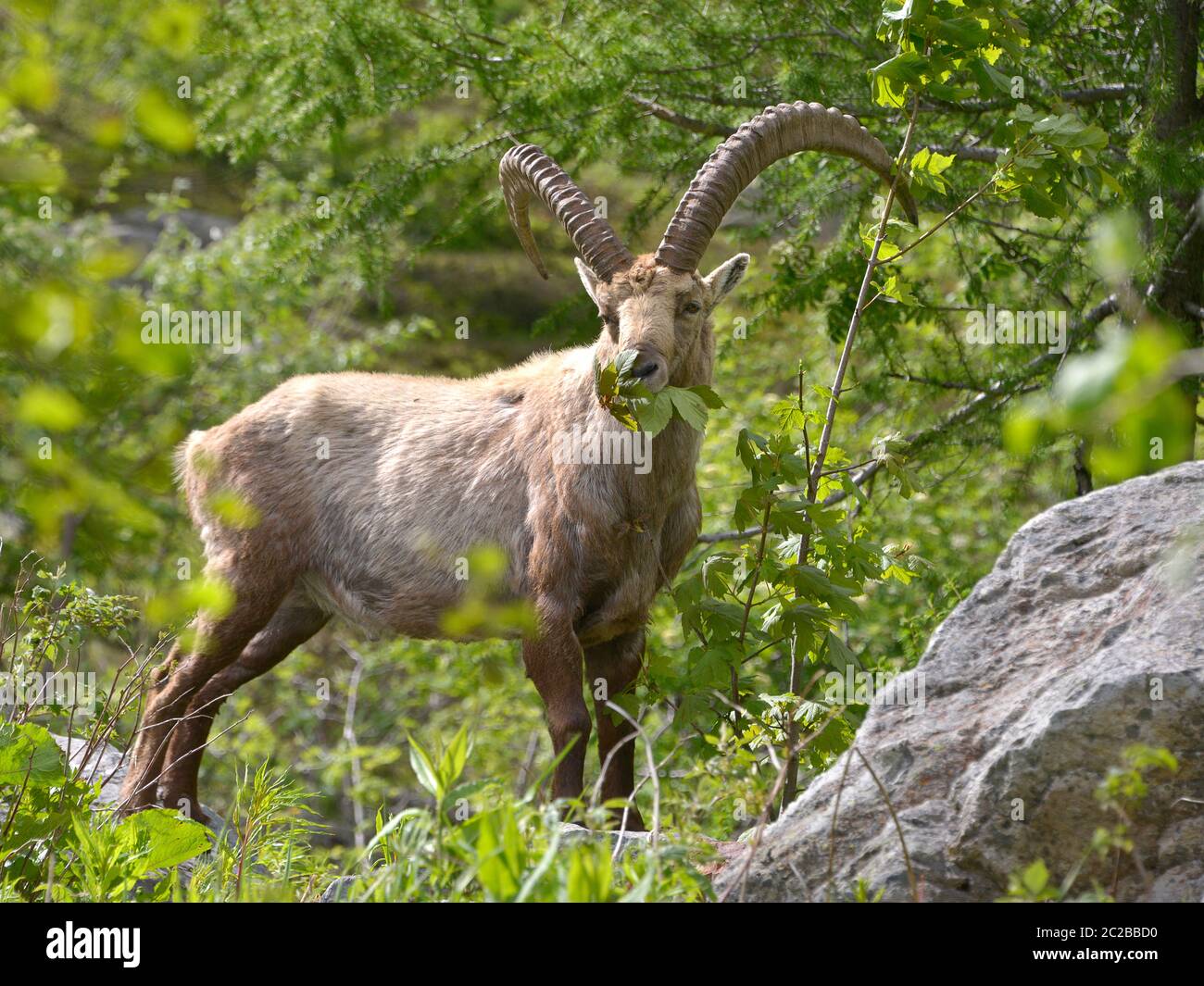 Chamonix ibex animal goat hi-res stock photography and images - Alamy