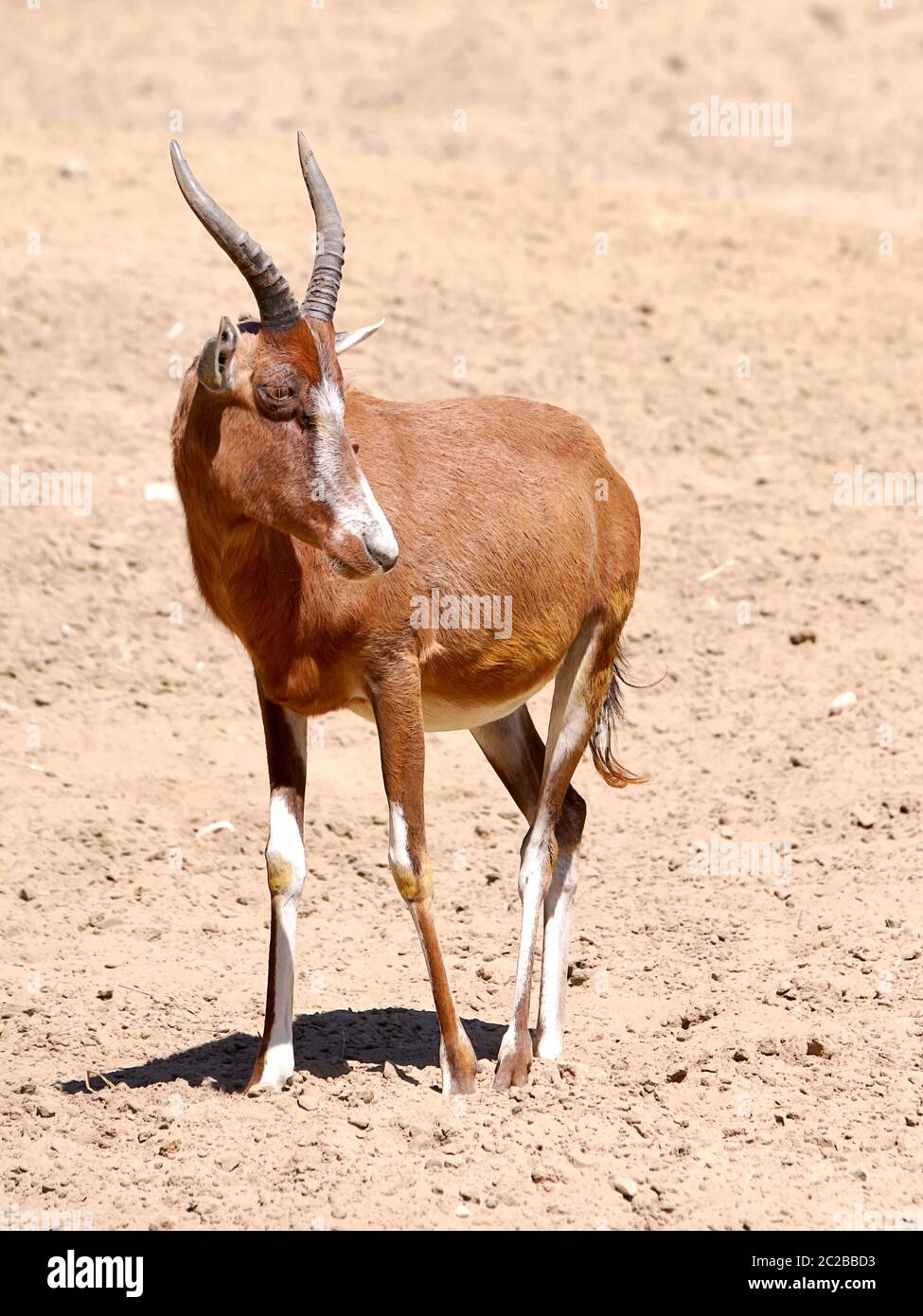 Blesbok antelope hi-res stock photography and images - Alamy