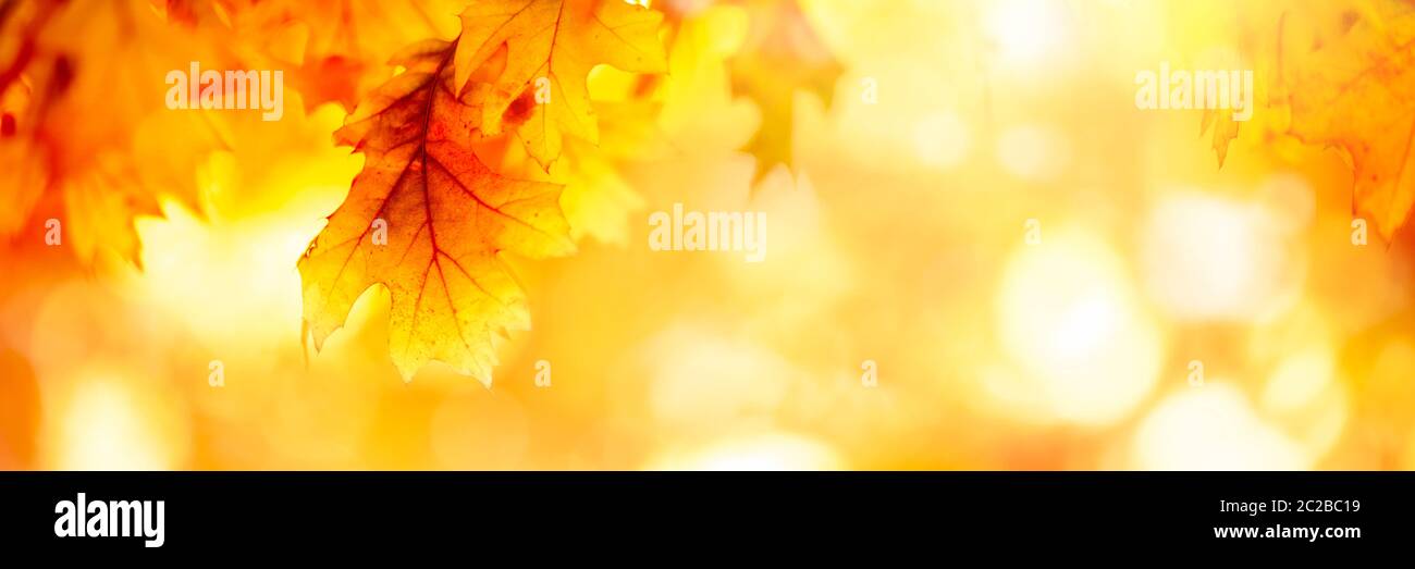 Abstract autumn leaves background hi-res stock photography and images ...