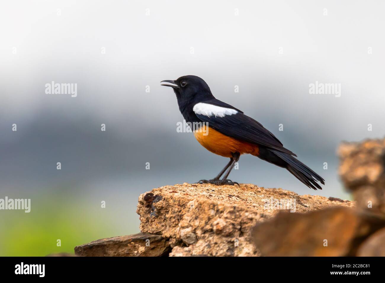 Mocking Cliff Chat on Wooden Log. Mocking cliff chat, Thamnolaea ...