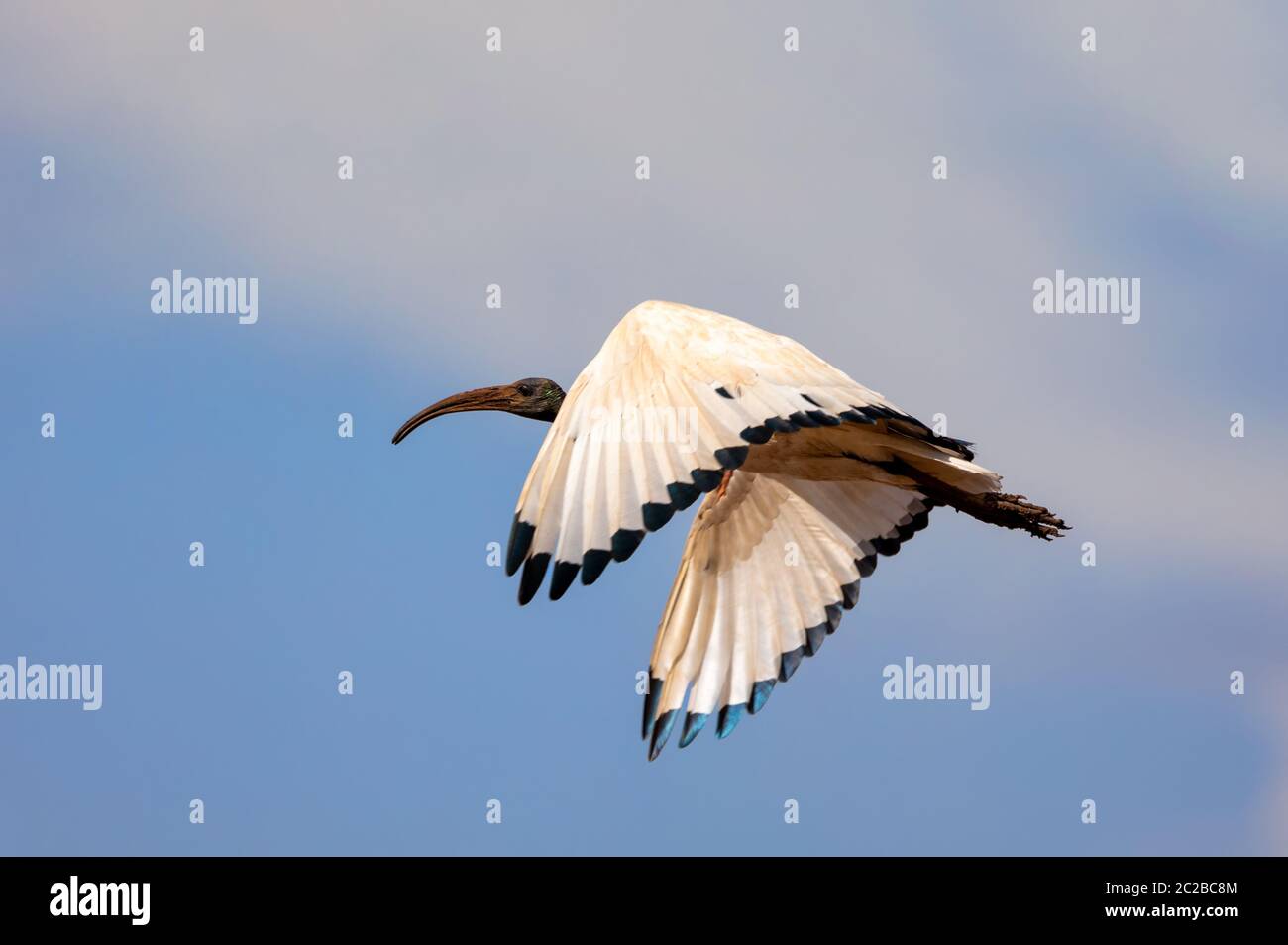 flying flock of African Sacred Ibis, Threskiornis aethiopicus. Common ...