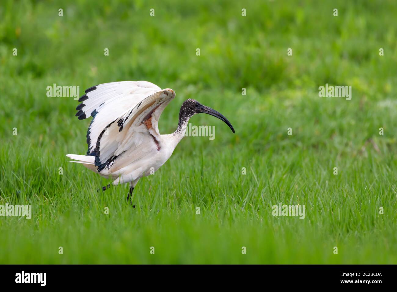 The African Sacred Ibis on pond. Threskiornis aethiopicus. Common bird ...