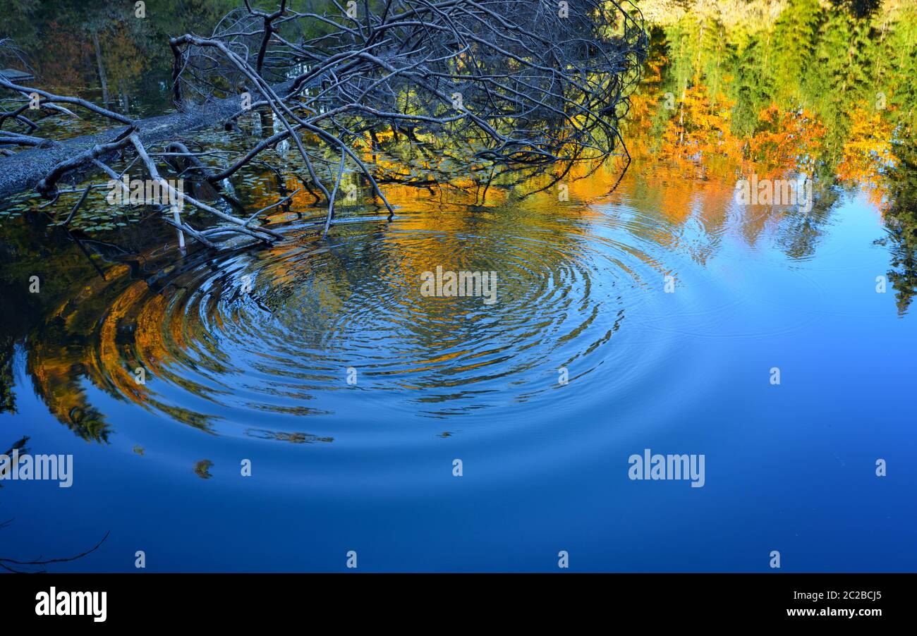 Spruce forest with a pond hi-res stock photography and images - Alamy