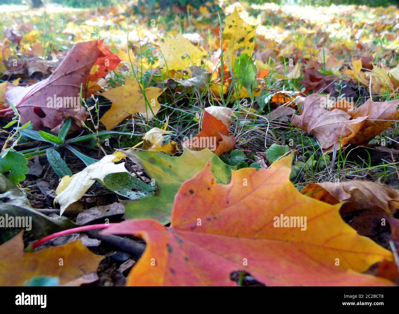 Withered maple leaves in the grass in colorful fall colors Stock Photo ...
