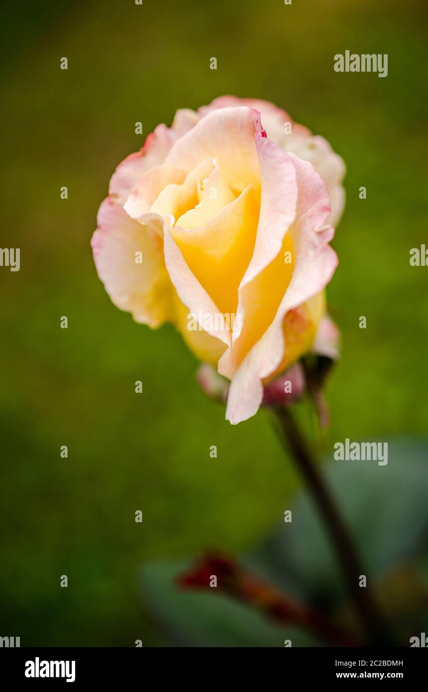 Single cream rose hi-res stock photography and images - Alamy