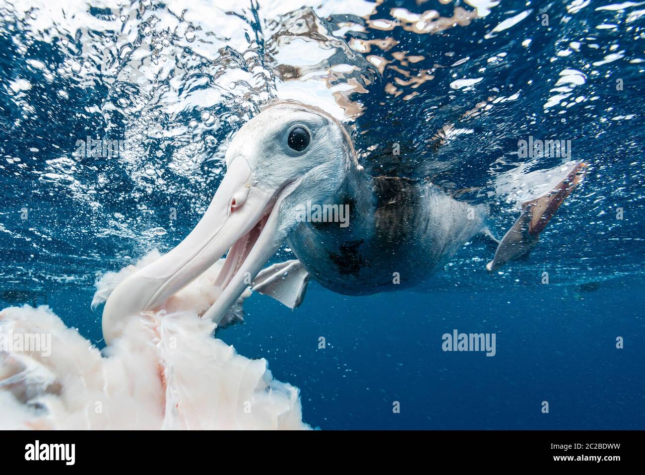 Diver on surface foot hi-res stock photography and images - Alamy