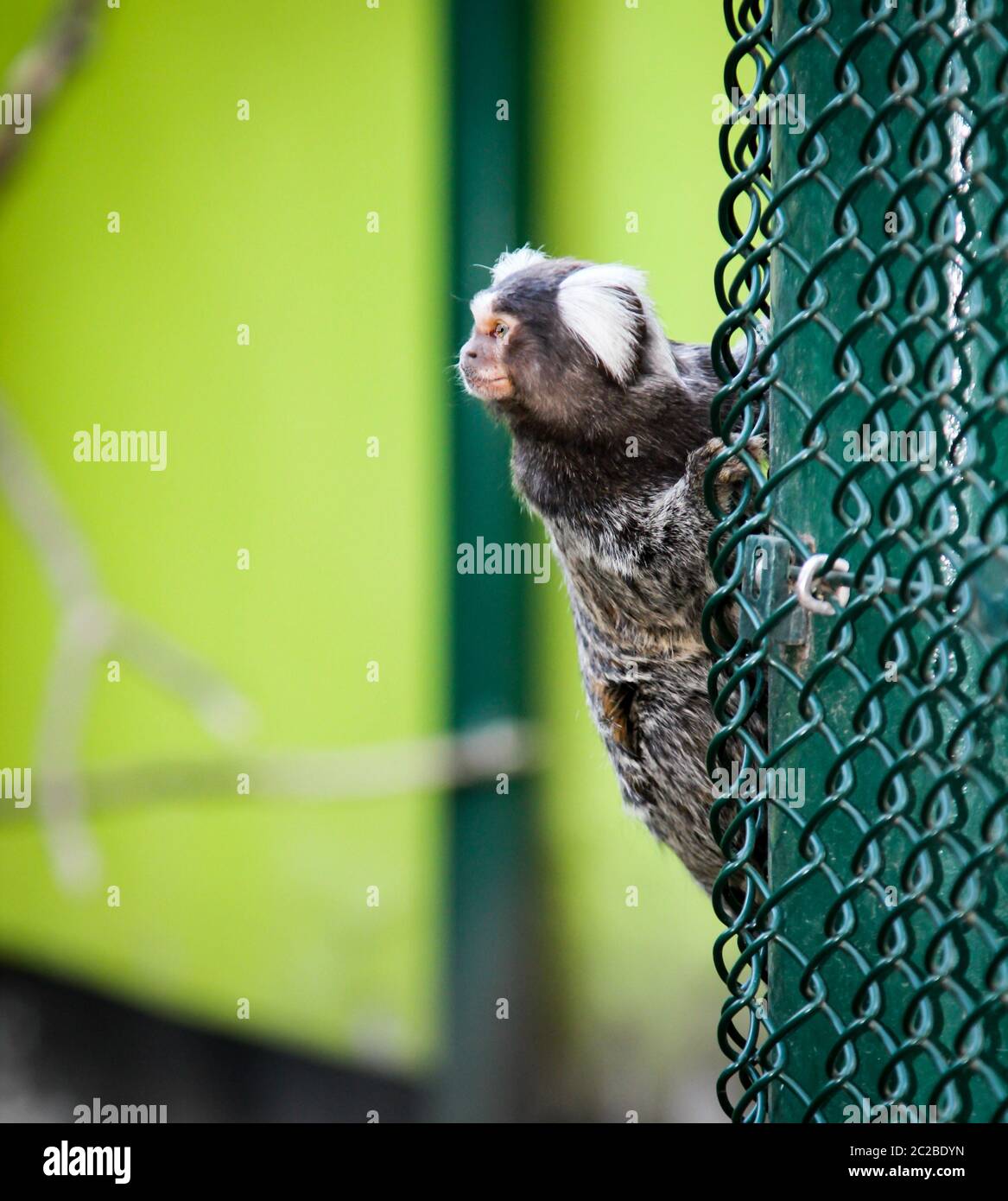 a common marmoset (Callithrix jacchus Stock Photo - Alamy