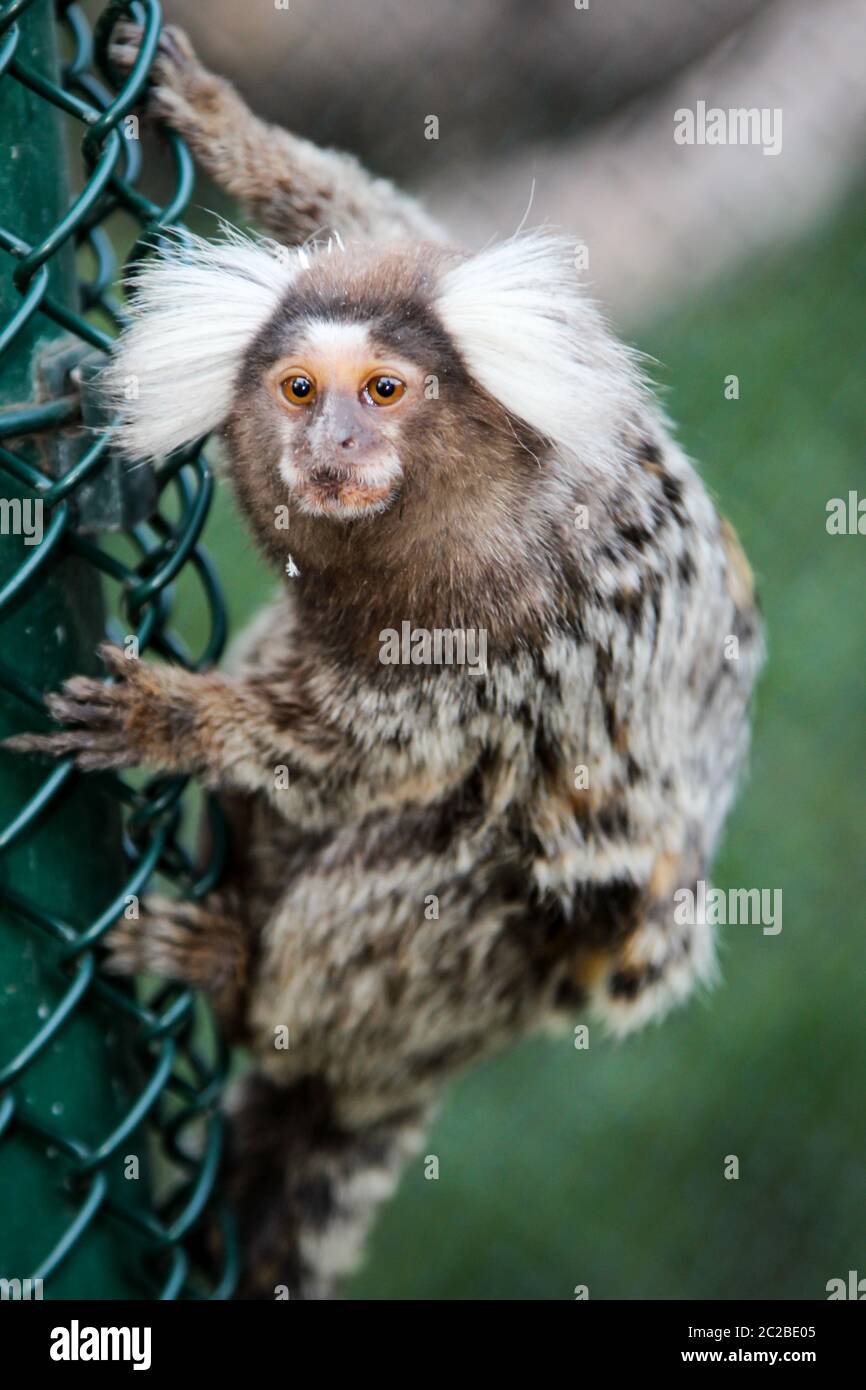 a common marmoset (Callithrix jacchus Stock Photo - Alamy