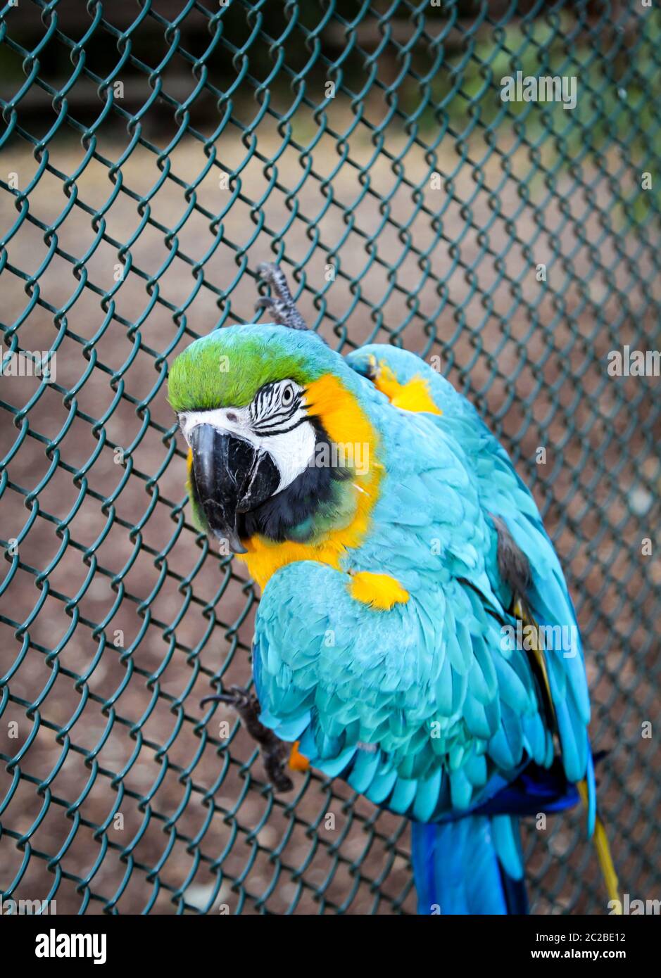 Parrot nature hi-res stock photography and images - Alamy