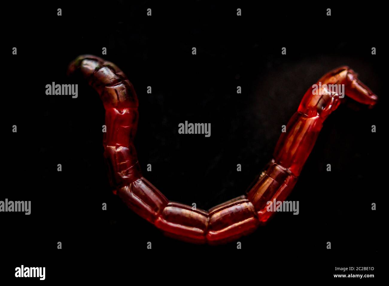 Close up very many small slippery red mosquito larvae moths on white ...