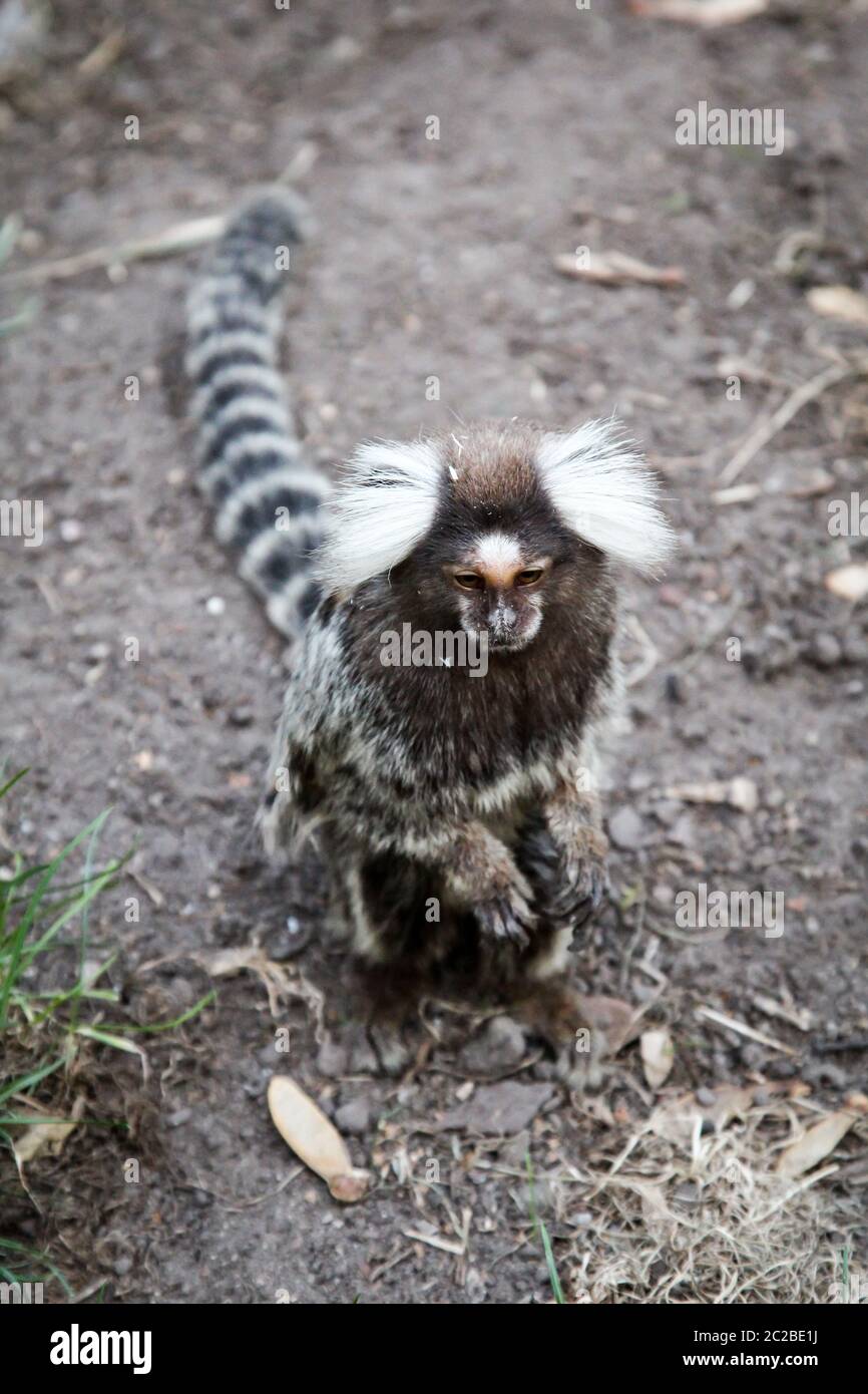 a common marmoset (Callithrix jacchus Stock Photo - Alamy