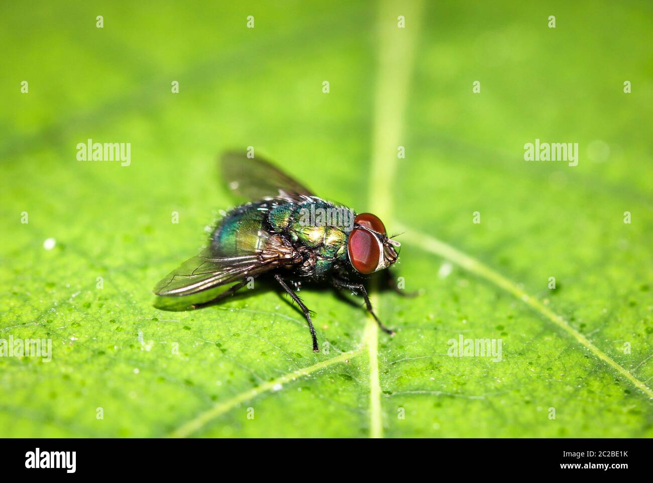 Bott fly hi-res stock photography and images - Alamy