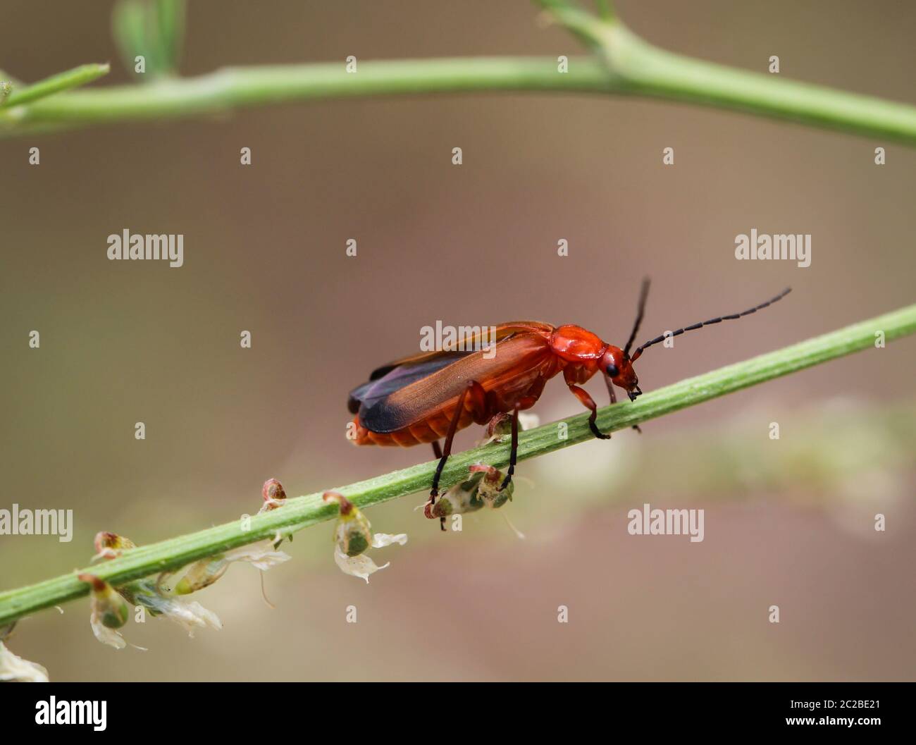Thistle shield beetle hi-res stock photography and images - Alamy