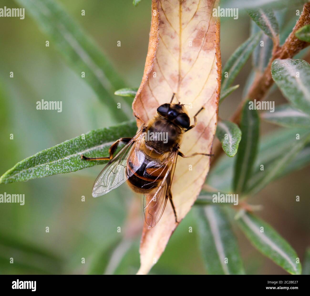 this is a fly on a plant Stock Photo - Alamy