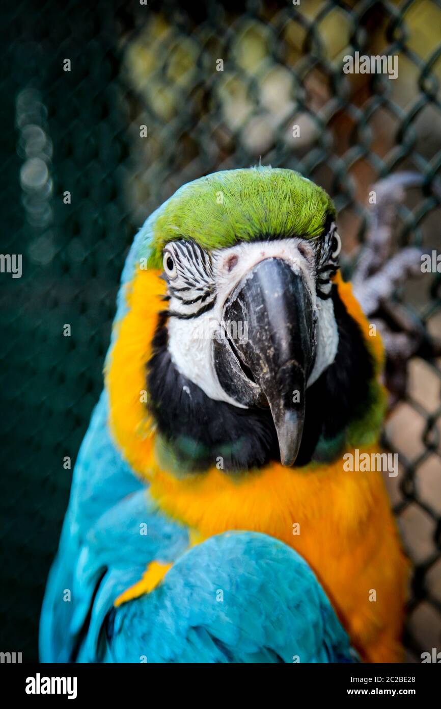 Parrot nature hi-res stock photography and images - Alamy