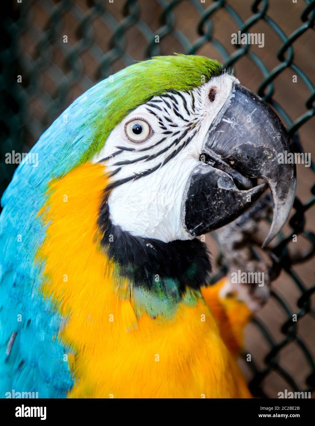 Parrot nature hi-res stock photography and images - Alamy
