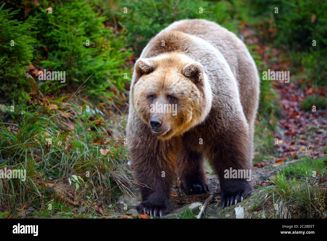 Bear with big ears hi-res stock photography and images - Alamy