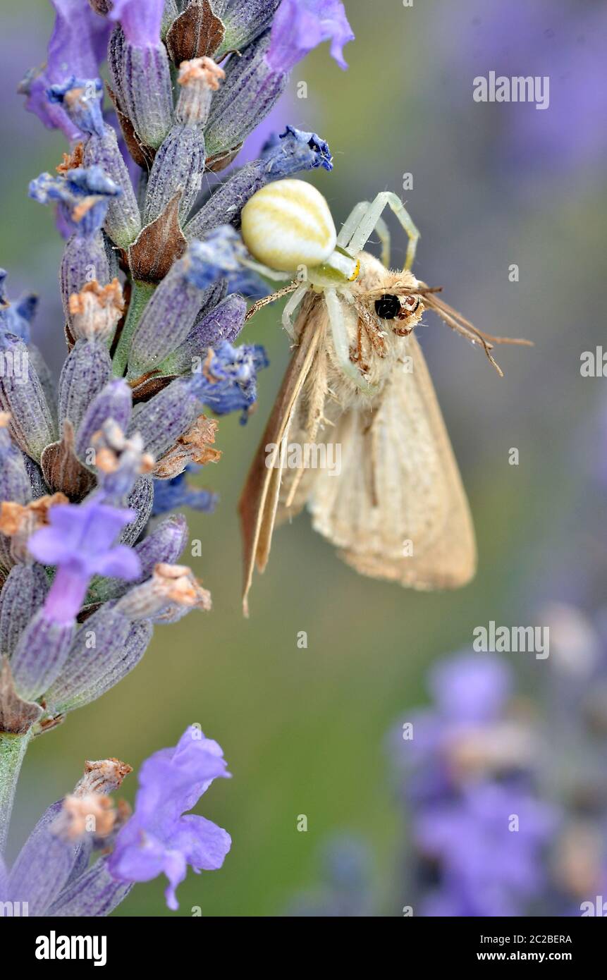 Spider with butterfly hi-res stock photography and images - Alamy