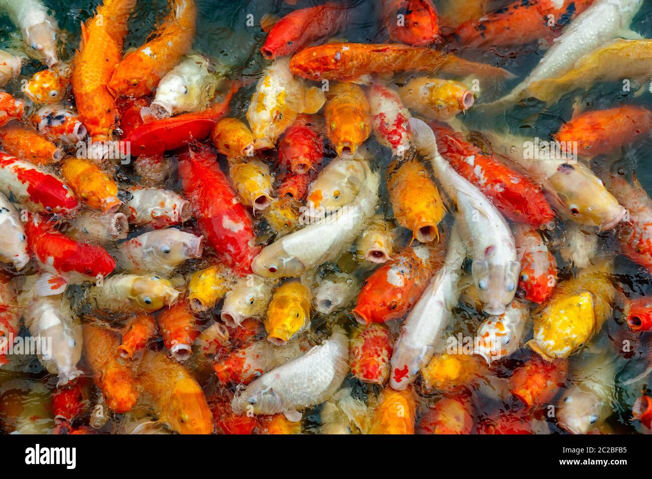 Fighting goldfish hi-res stock photography and images - Alamy