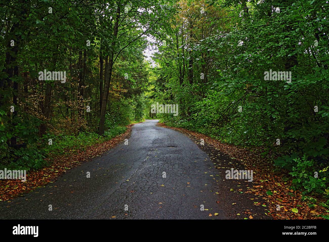 rainy autumn road through the forest goes into the distance Stock Photo ...