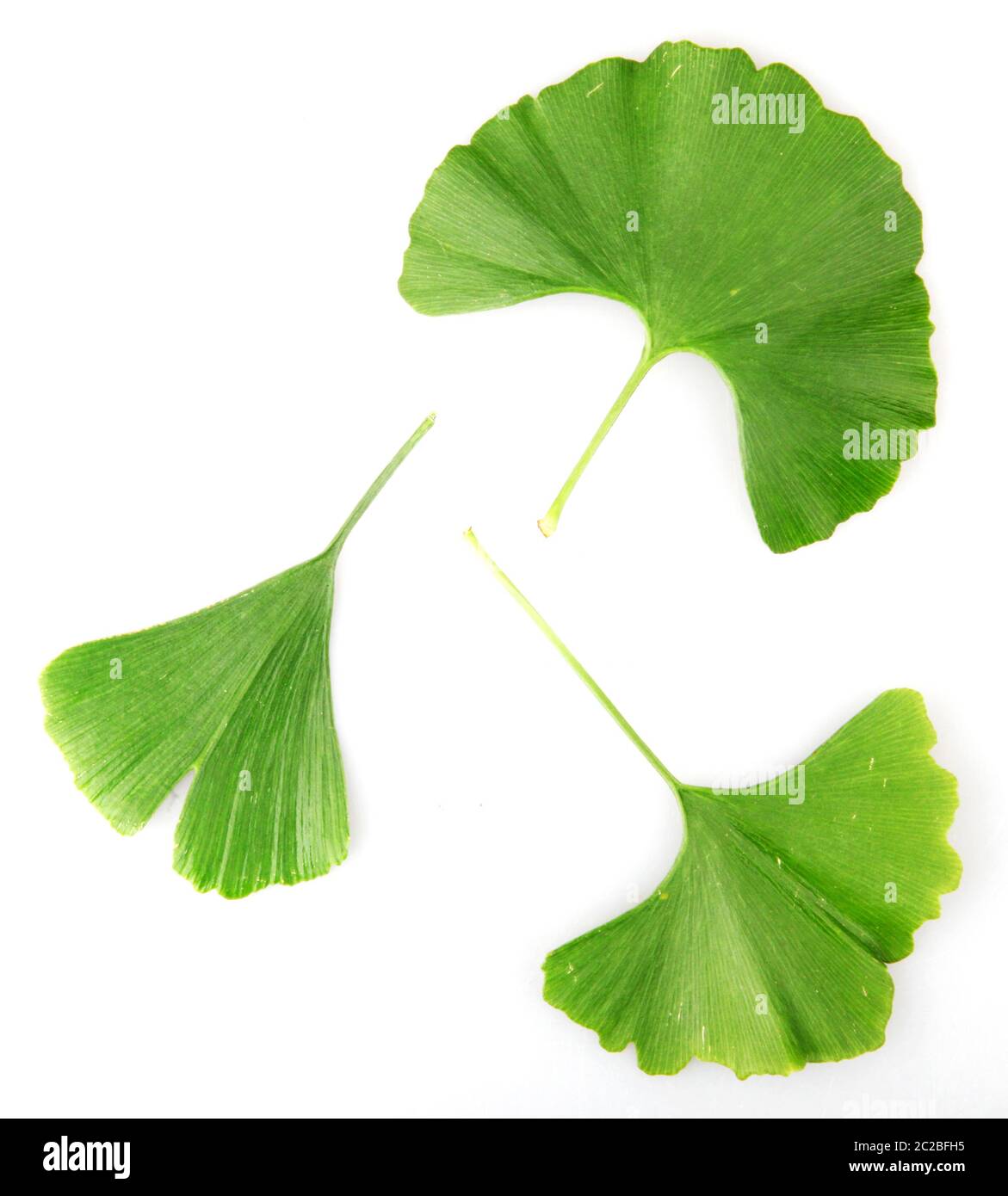 Green Ginkgo Biloba Isolated On White Background Stock Photo - Alamy
