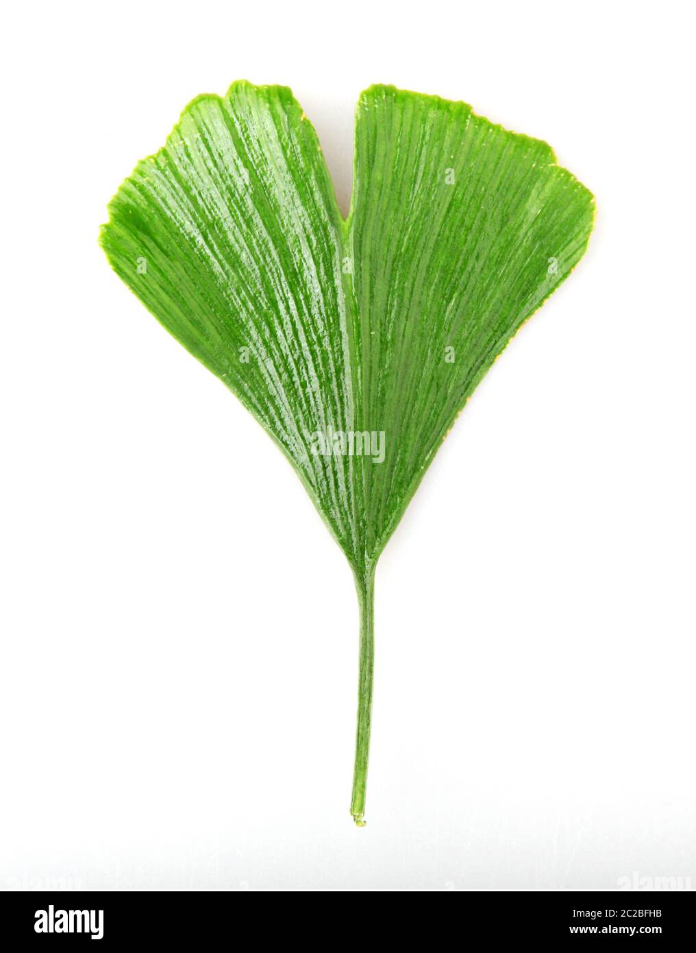 Green Ginkgo Biloba Isolated On White Background Stock Photo - Alamy
