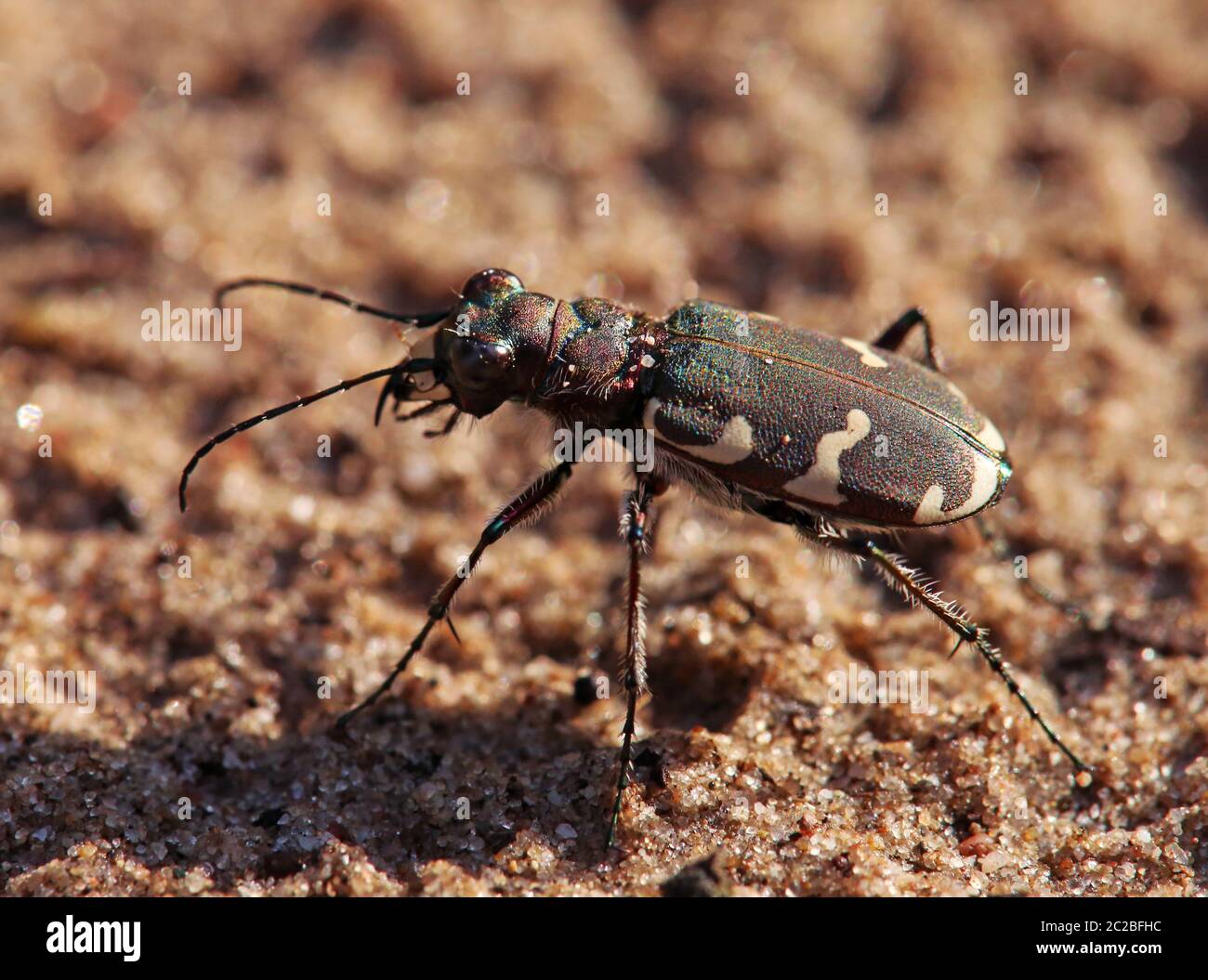 Copper beetle High Resolution Stock Photography and Images - Alamy