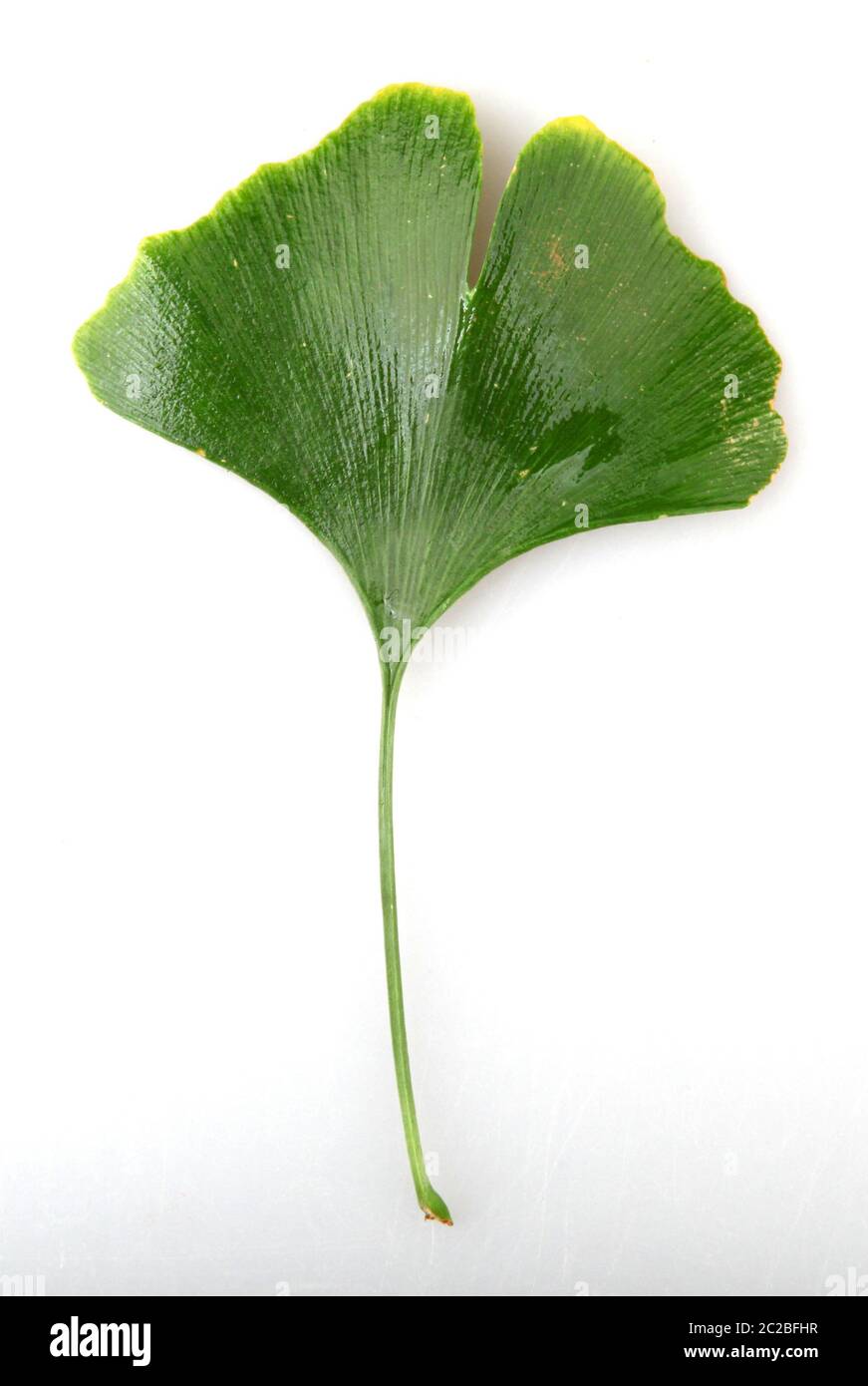 Green Ginkgo Biloba Isolated On White Background Stock Photo - Alamy