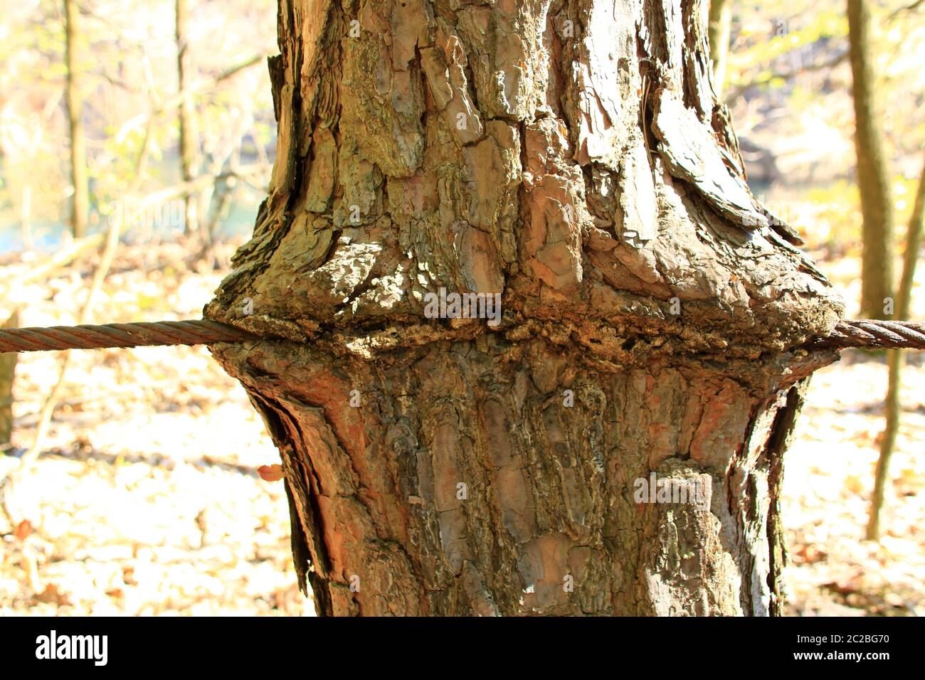 Wire rope has grown into the trunk of a tree Stock Photo - Alamy