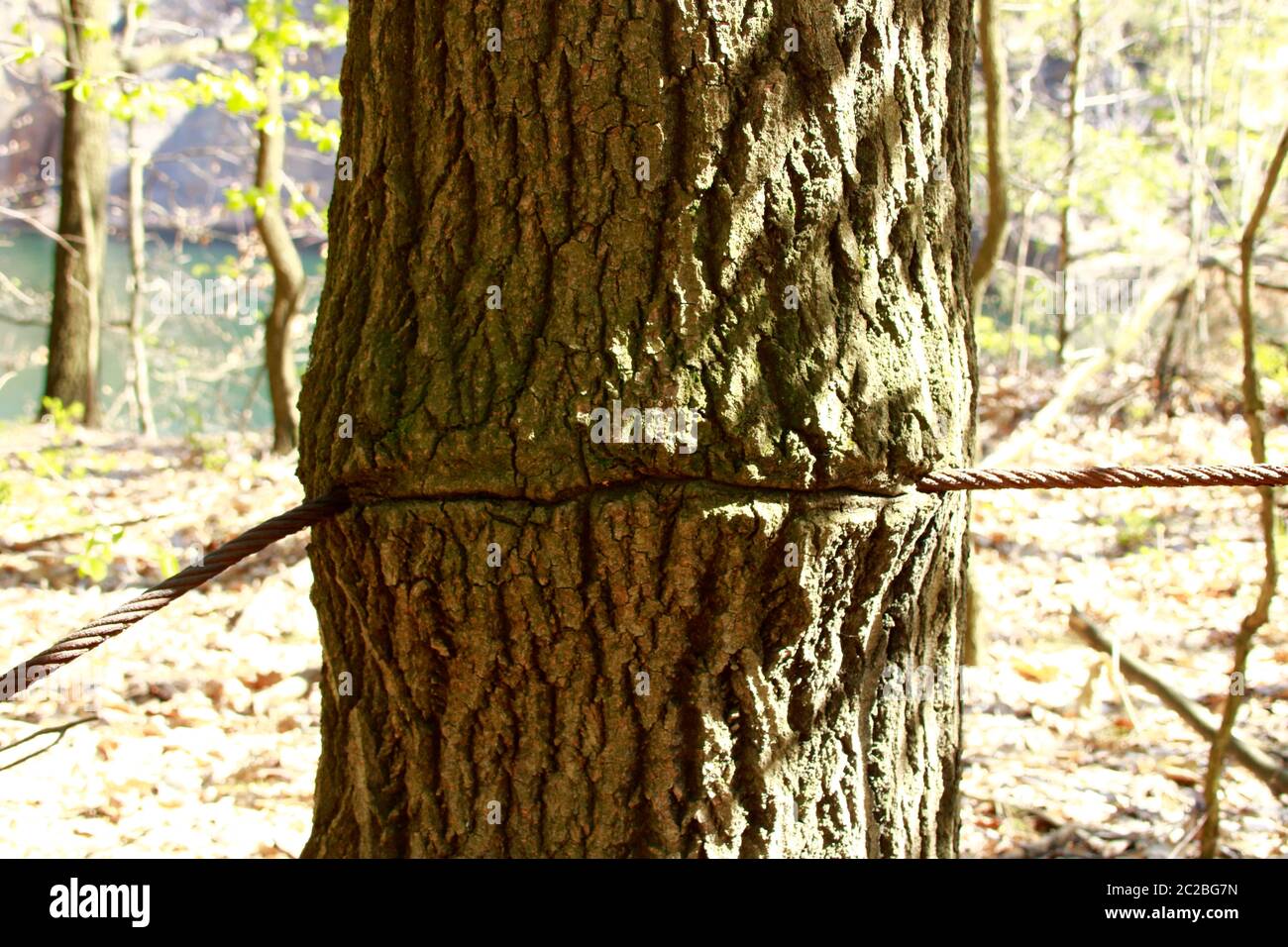 Rope grown hi-res stock photography and images - Alamy