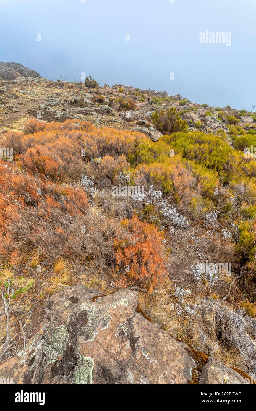 Landscape of the Ethiopian Bale Mountains National Park. Ethiopia ...
