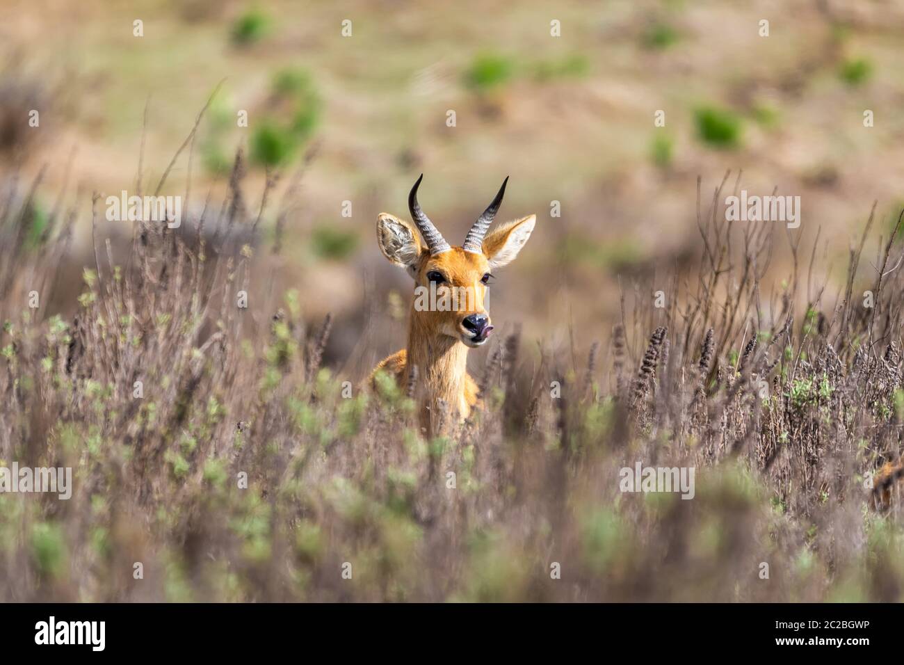 mountain reedbuck, Redunca fulvorufula, is an antelope found in ...