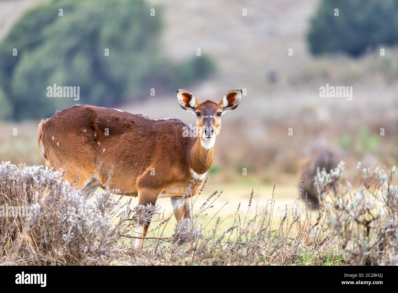 female of endemic very rare Mountain nyala, Tragelaphus buxtoni, big ...