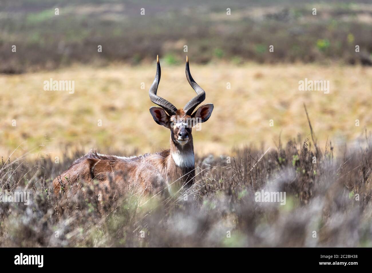 young male of endemic very rare Mountain nyala, Tragelaphus buxtoni ...