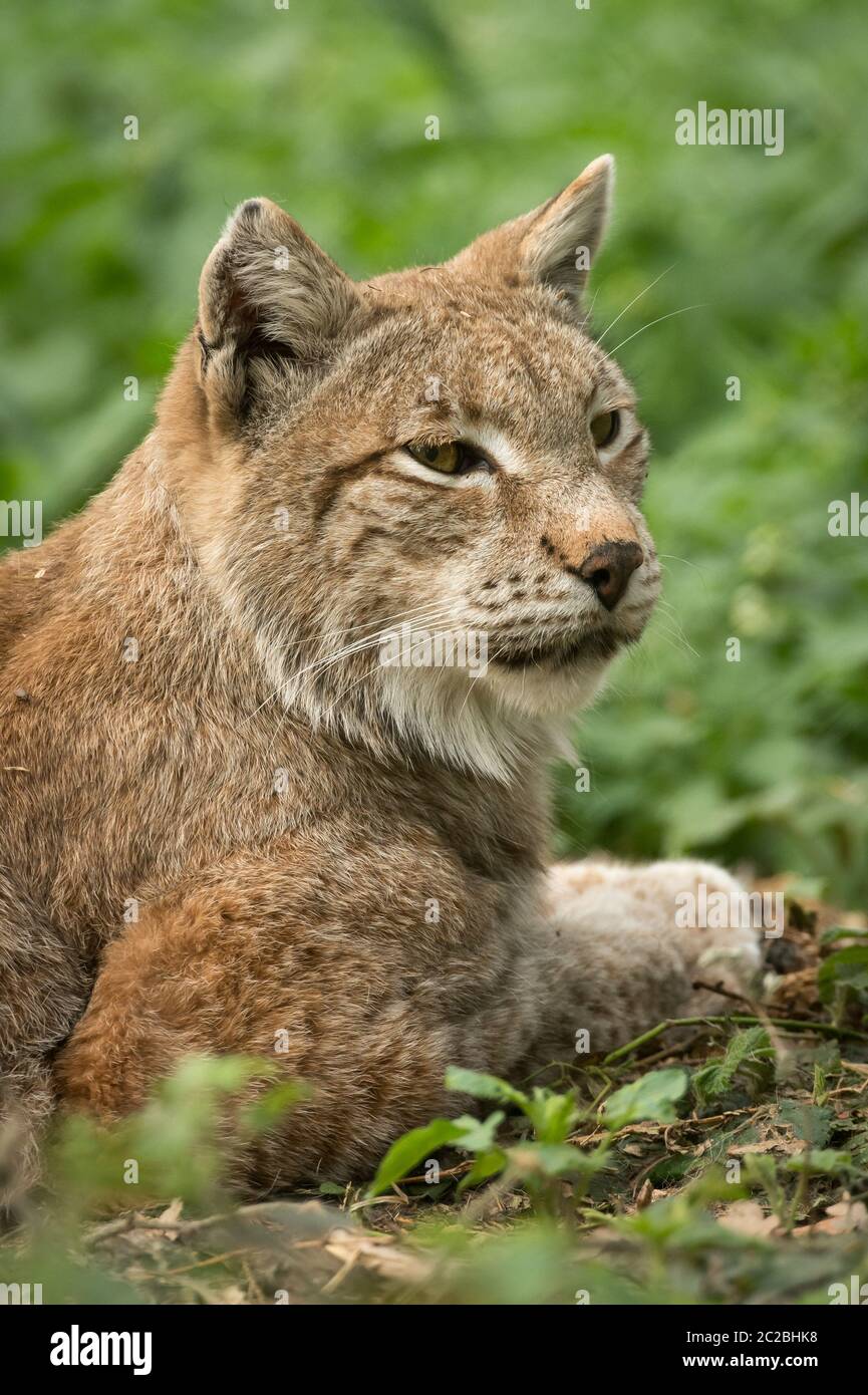 Lynx ears hi-res stock photography and images - Alamy