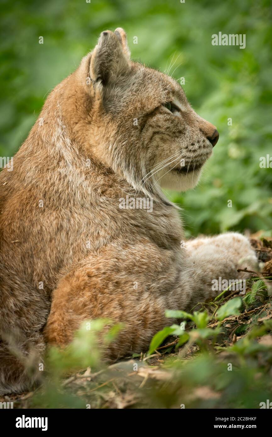 Lynx ears hi-res stock photography and images - Alamy