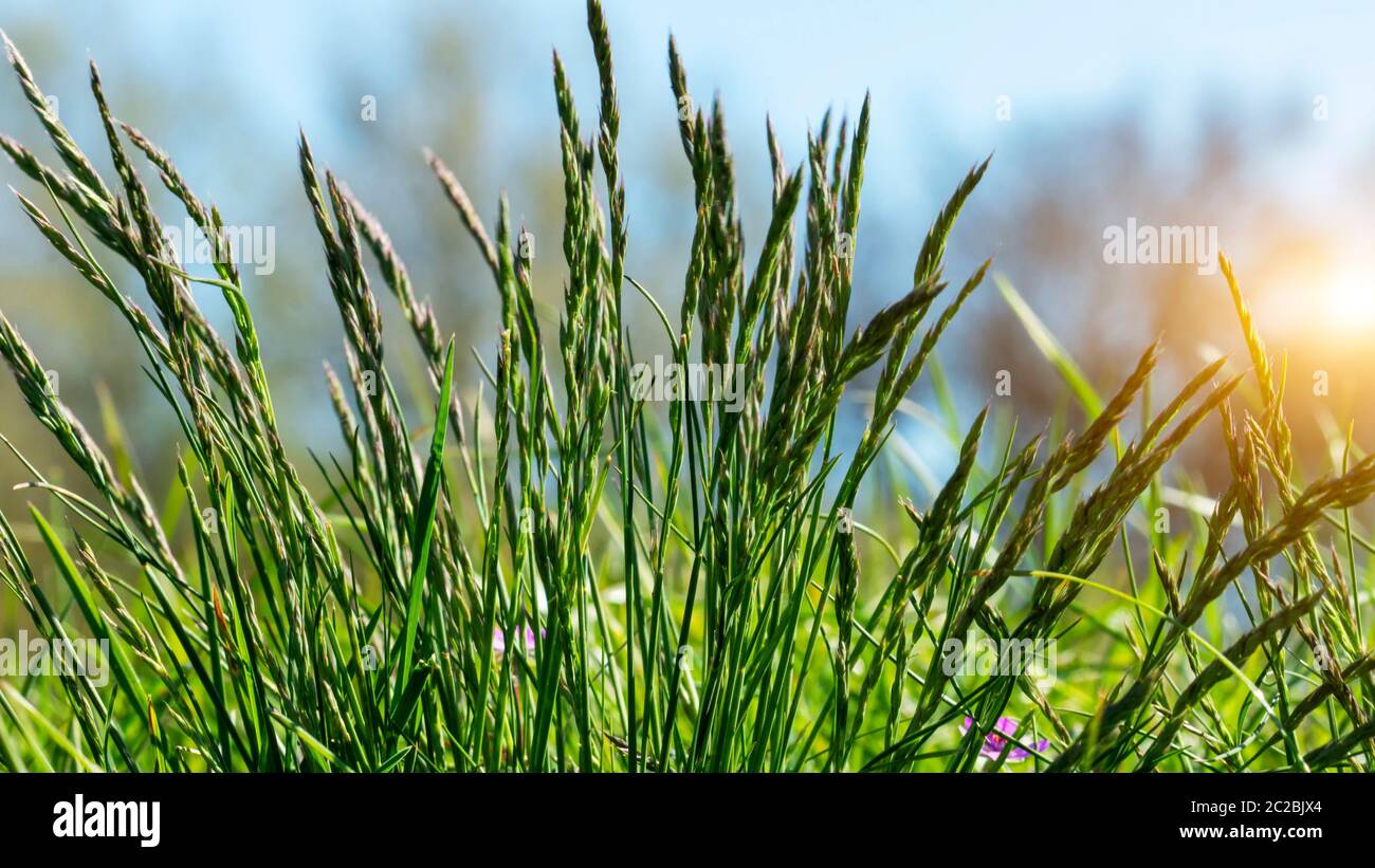 Flowering grass in detail Stock Photo - Alamy