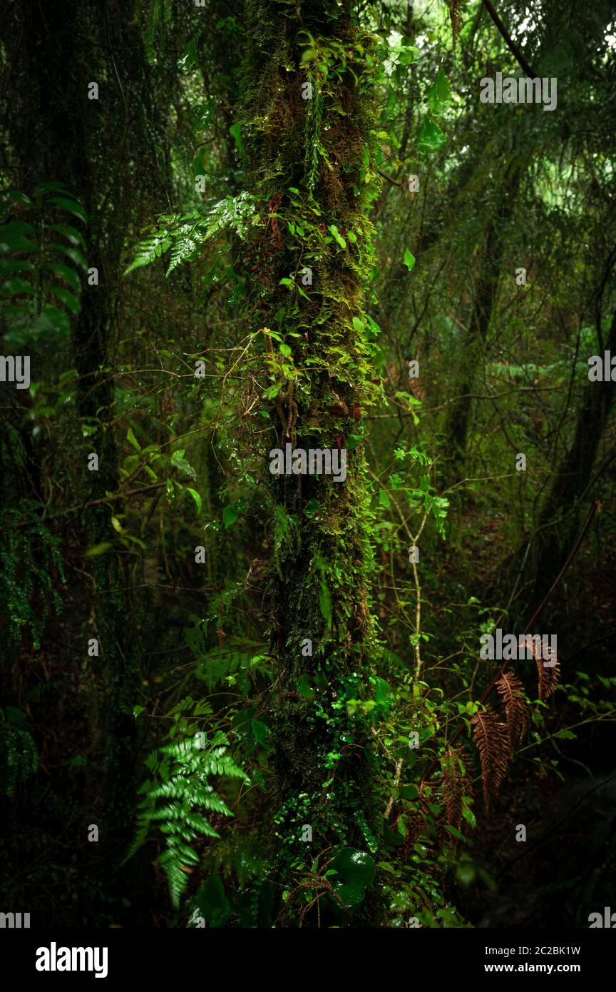 A close up of the lush undergrowth in the temperate rainforest of New ...
