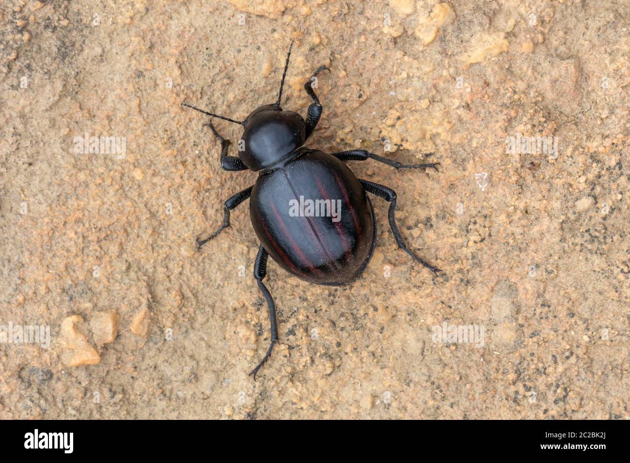 Beetle south africa hi-res stock photography and images - Alamy